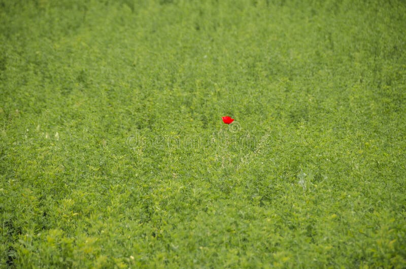 Red Common Poppy Isolated in Green Grass Stock Image - Image of ...