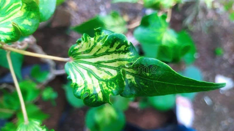 Indonesian Waru Stock Photos - Free & Royalty-Free Stock Photos from ...