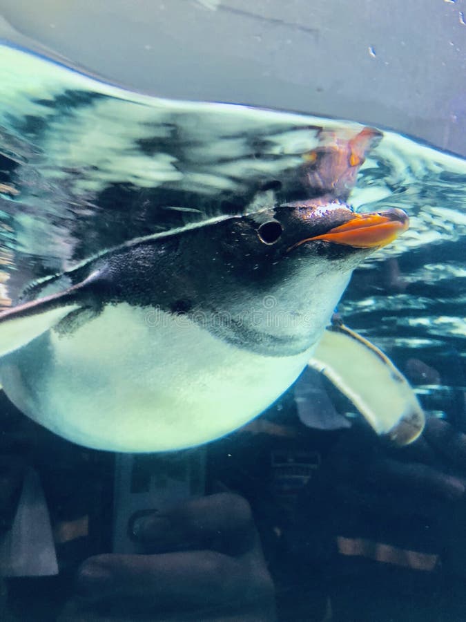 The Unique and Inquisitive Penguin Stock Photo - Image of technology ...