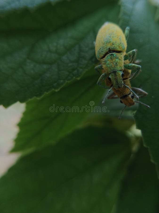 Unique Insect Mating Season with Yellow Green Pattern Stock Image ...