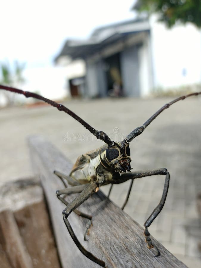 A unique insect that walks stock photo. Image of invertebrate - 277647688