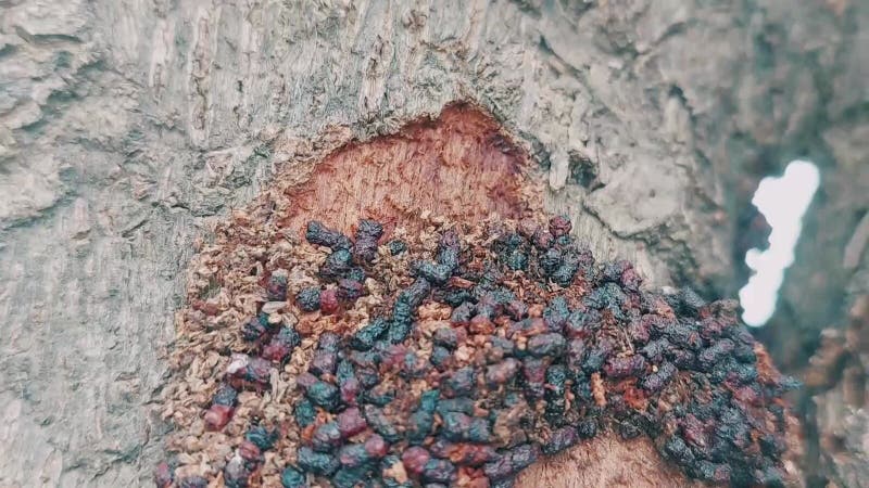 A Unique Insects Tree Disease Closeup View on Tree Trunk Stock Video ...