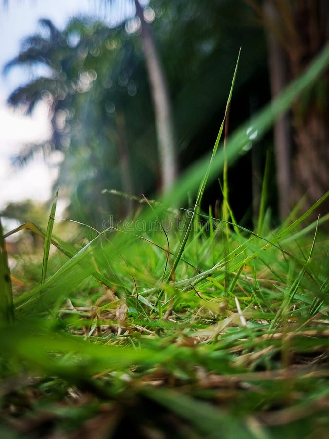 Unique and Interesting Street Grass Stock Image - Image of garden ...