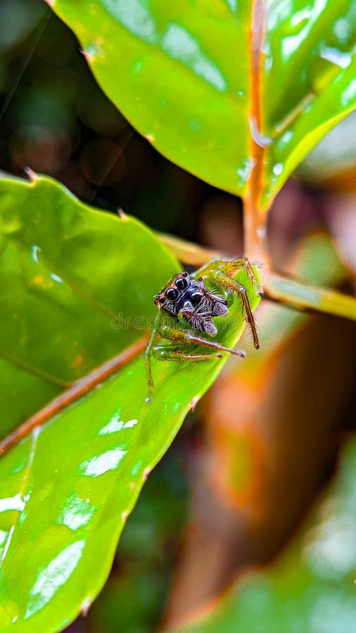 Unique jumping spider stock photo. Image of outdoor - 315340408