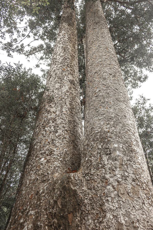 The Siamese Twin Kauri Tree in the Kauri Grove of Waiau Forest Reserve ...