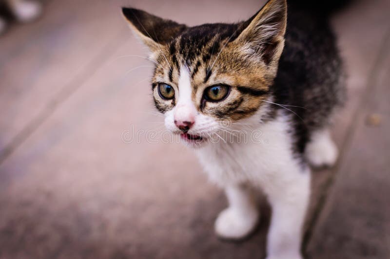 Unique Kitten Portrait stock image. Image of little, close - 73198999