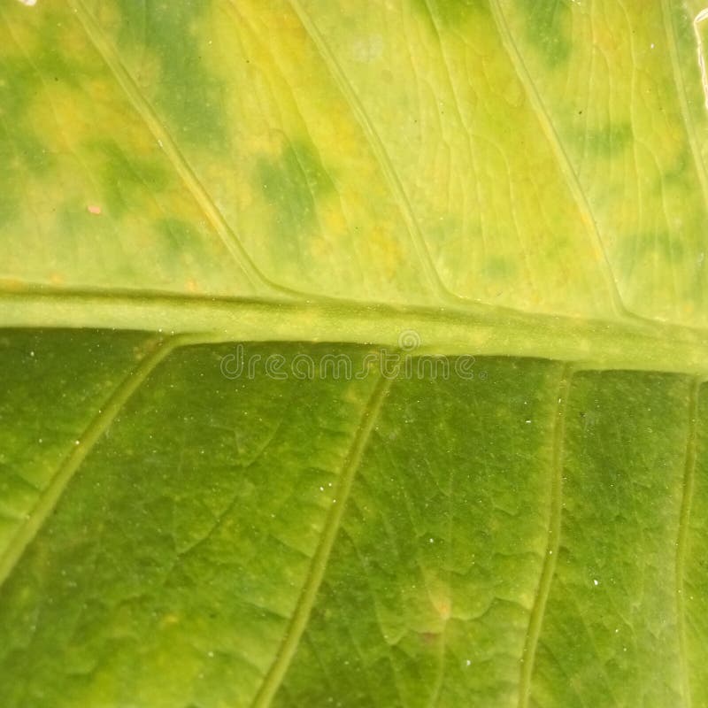 Kutah Rice Stock Photos - Free & Royalty-Free Stock Photos from Dreamstime