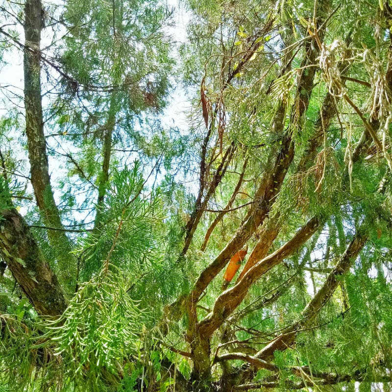 Unique leaf stock image. Image of nature, beautiful - 111158971