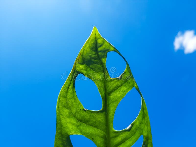 Perforated Leaf Isolated on White Background Stock Photo - Image of ...