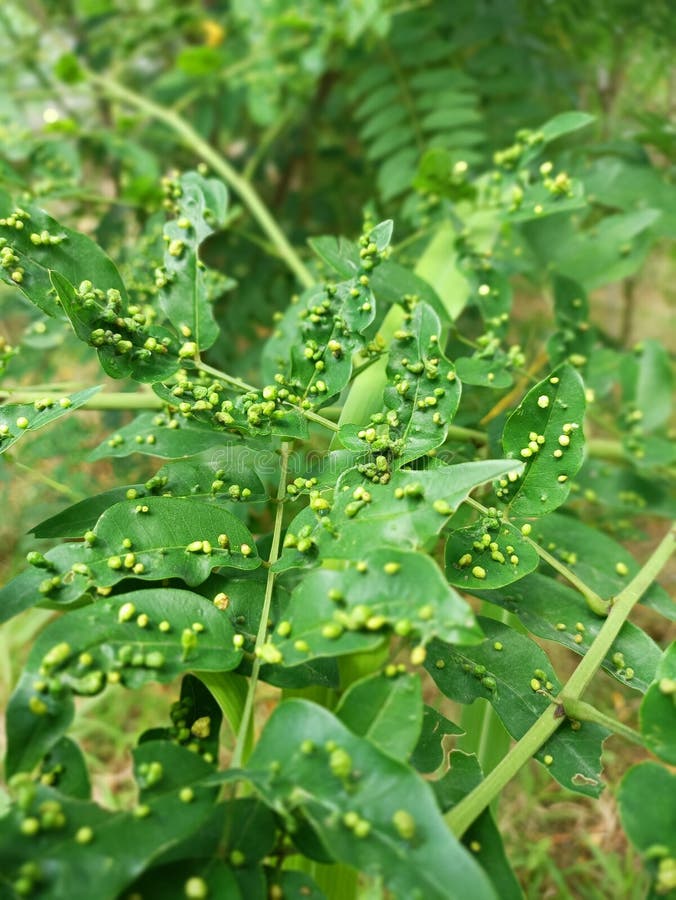 Unique Leaf of Indonesian Tree Stock Image - Image of green, food ...