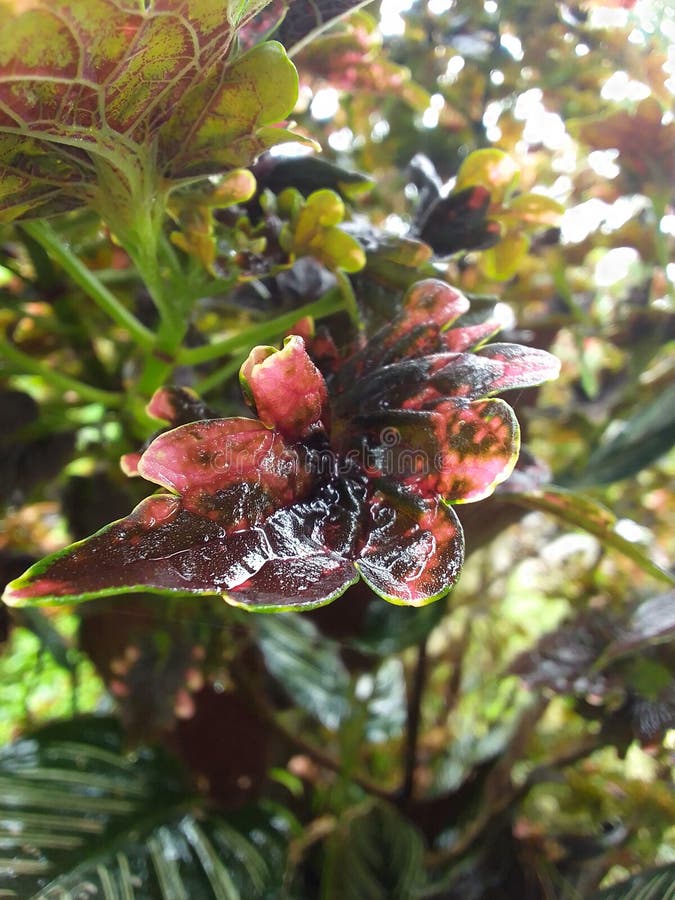 The unique leave stock image. Image of nature, branch - 262667333