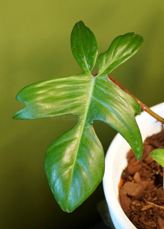 Unique Leaf Shape of Indian Rope Plant from Milkweed Family Stock Image ...
