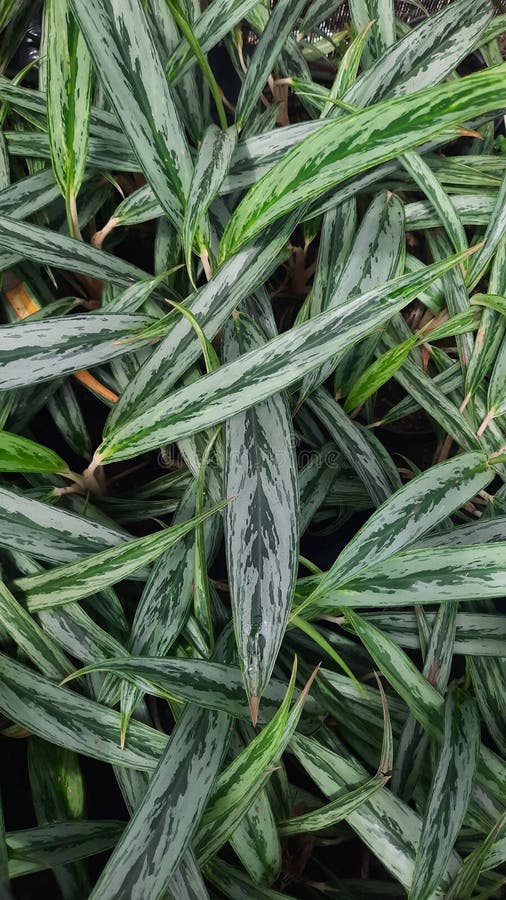Unique Leaf Shape, Rarely Resembles it Stock Photo - Image of grass ...
