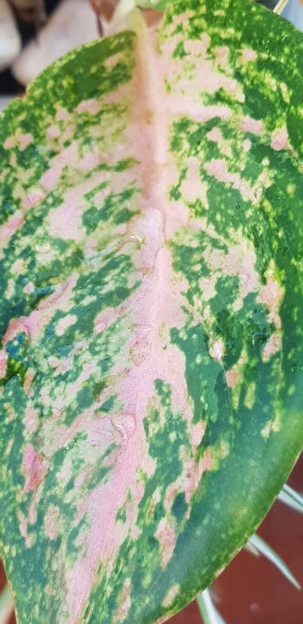 A Unique Leafy Plant that Grows in Front of My Terrace Stock Photo ...