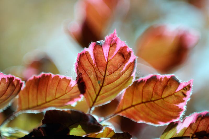 Unique leaves stock image. Image of purple, beautiful - 5247979