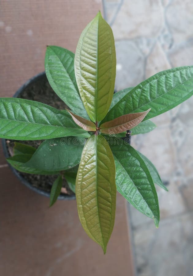 Unique Leaves with 3 Different Colors when Growing Stock Photo - Image ...