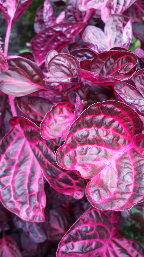 Unique Leaves with Red and Brown Colors Grow Lush Stock Image - Image ...