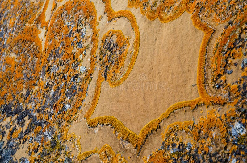 Unique Lichen Pattern on Rock Stock Photo - Image of algae, background ...