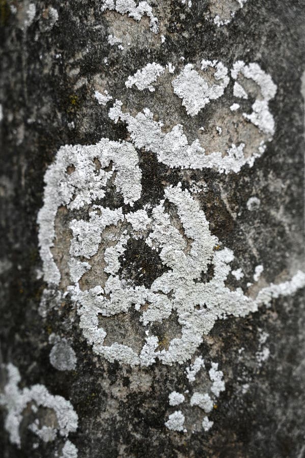 Unique Lichen Patterns on Tree Bark Captured in a Forest Setting ...