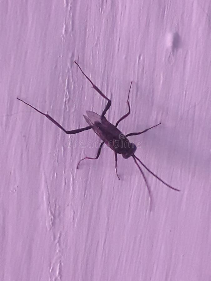 Unique little insect stock image. Image of drawing, calm - 288264475