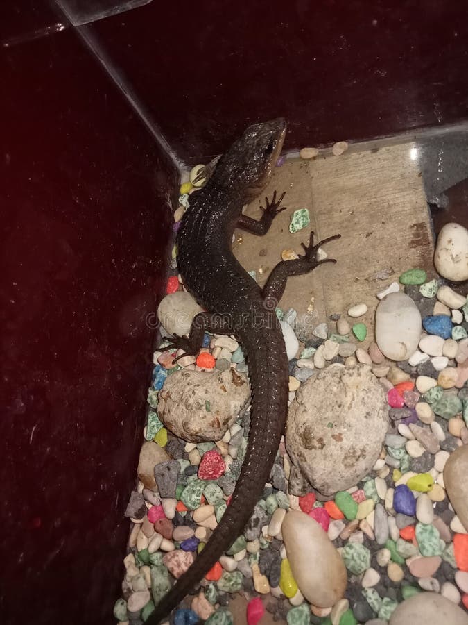 Unique Lizard Typical of Indonesia Stock Image - Image of mammal ...