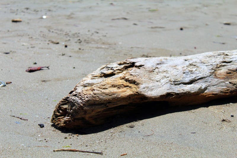 Logs in the beach sand stock photo. Image of blur, shattered - 195727668