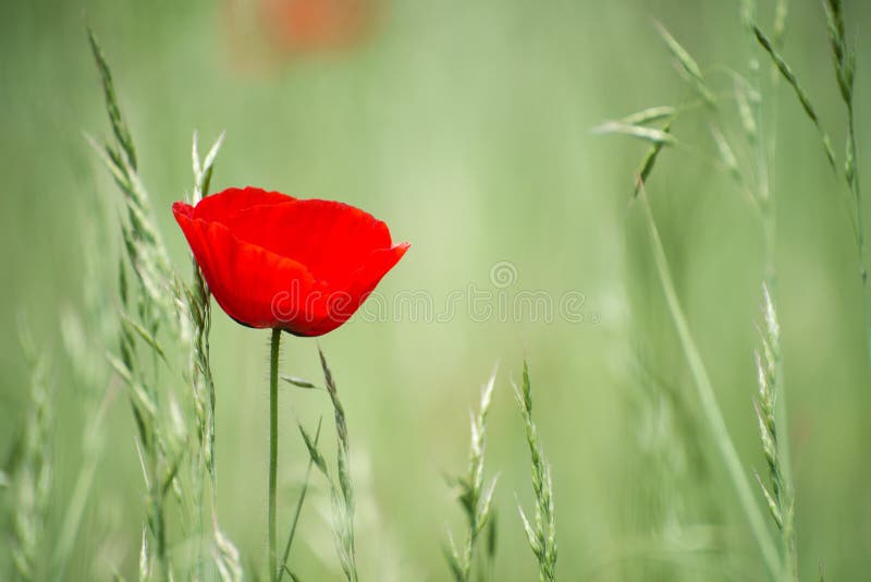 Unique Lone Red Flower in Green Field Stock Image - Image of poppy ...