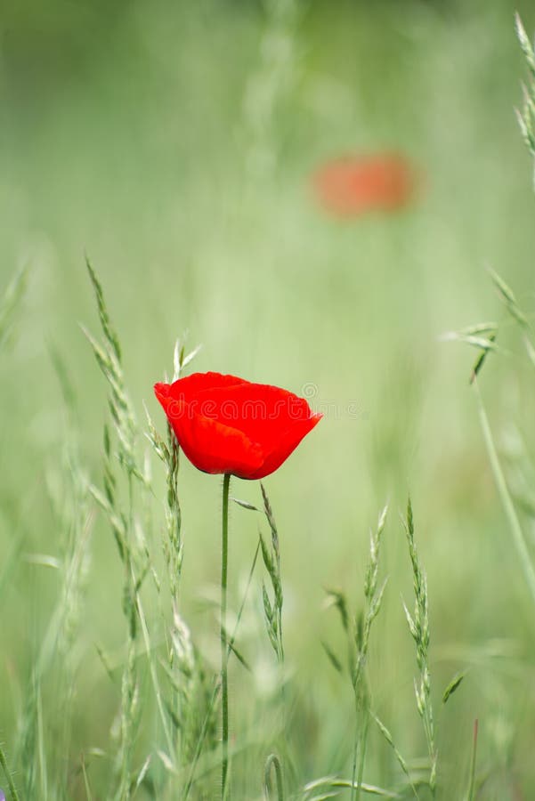 Unique Lone Red Flower in Green Field Stock Photo - Image of special ...