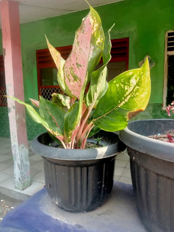 UNIQUE LONG DISTANCE VIEW of the LEAF Stock Image - Image of beautiful ...