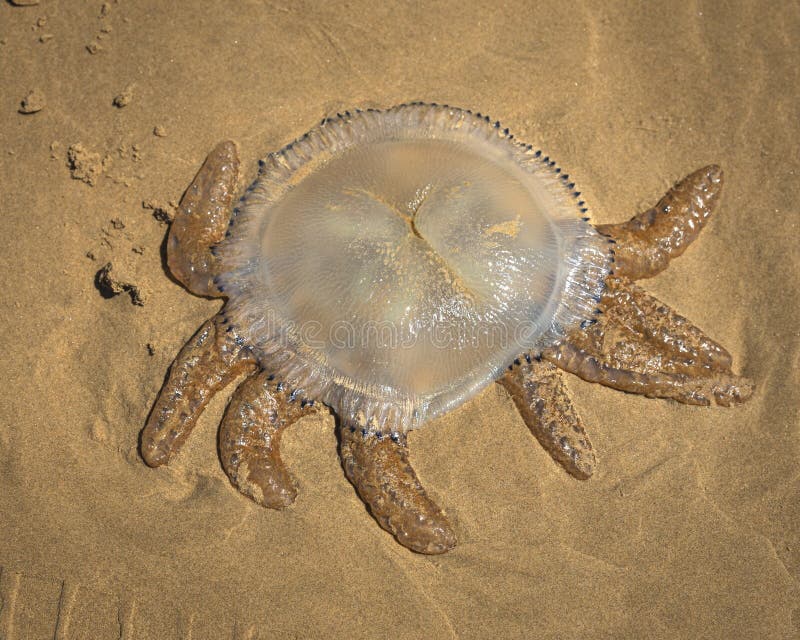 Unique Looking Jellyfish on Sand at Australian Beach in NSW Stock Image ...