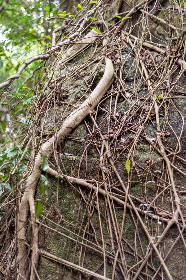 Unique-looking Tree Roots Curled and Twisted Stock Photo - Image of ...