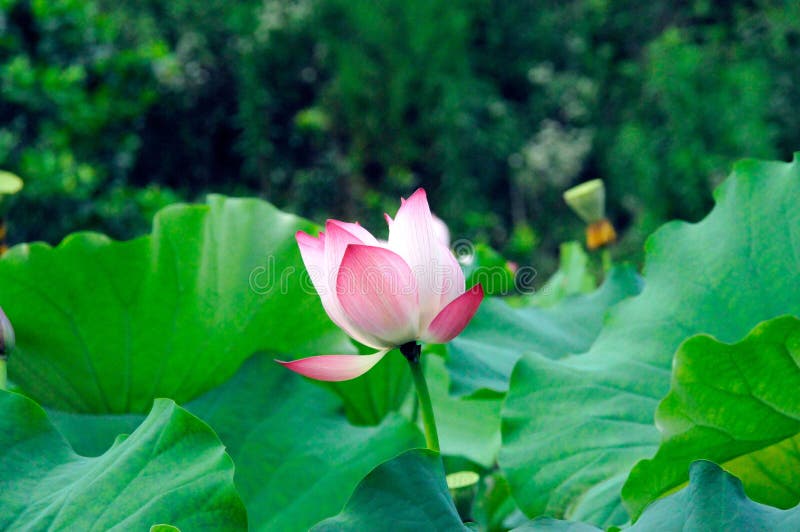 A unique lotus in the pond stock photo. Image of pond - 143333150