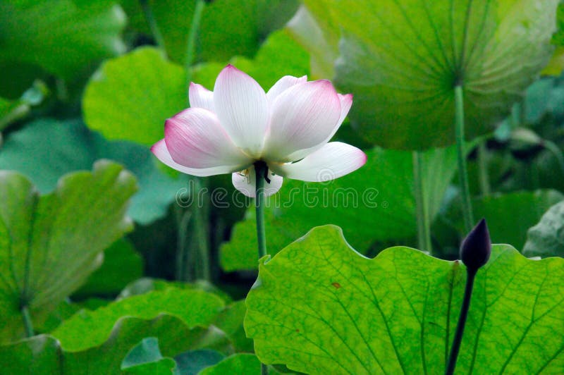 A unique lotus in the pond stock image. Image of unique - 143333143