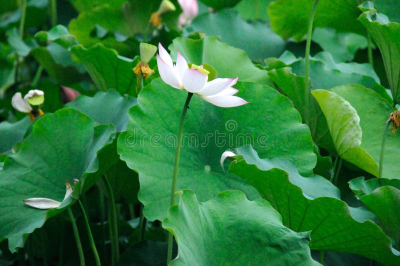 A unique lotus in the pond stock image. Image of blossom - 143333153