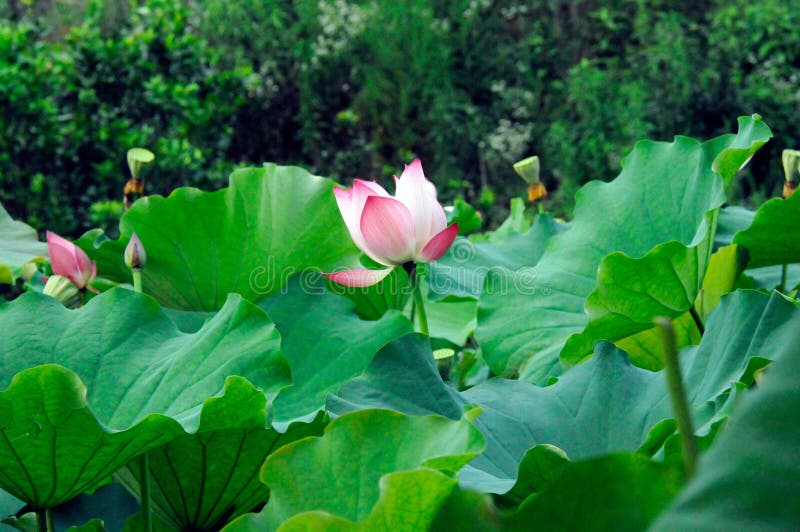 A unique lotus in the pond stock photo. Image of pink - 143333158