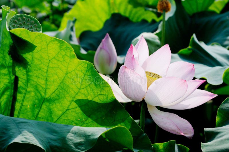 A unique lotus in the pond stock photo. Image of china - 143333176