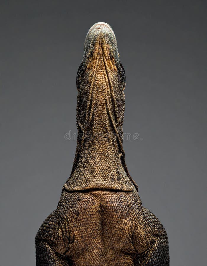 Imposing Low Angle View of a Giant Lizards Head Stock Illustration ...