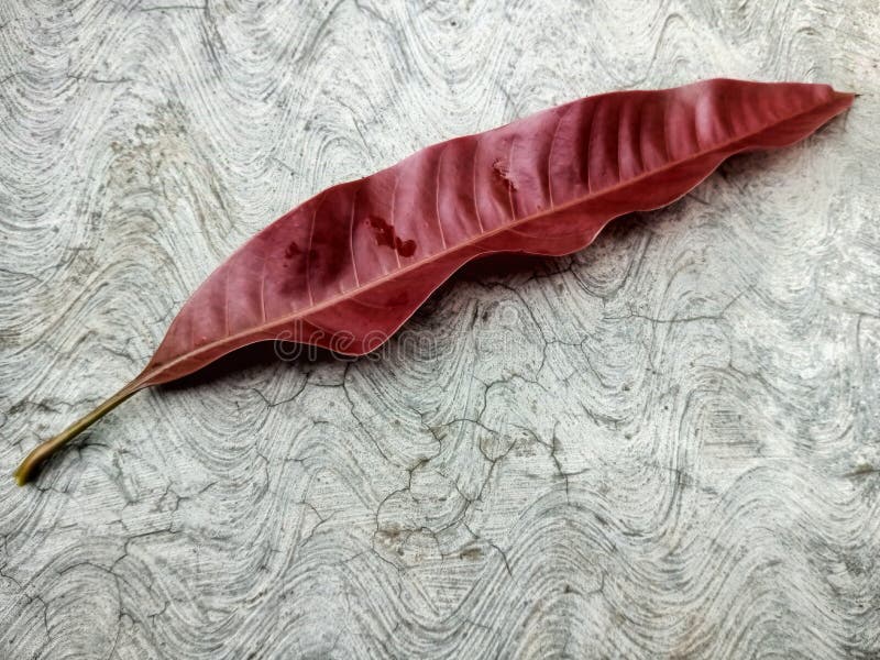 Unique Mango Leaves are Red, Still Young and Not Withered Stock Photo ...