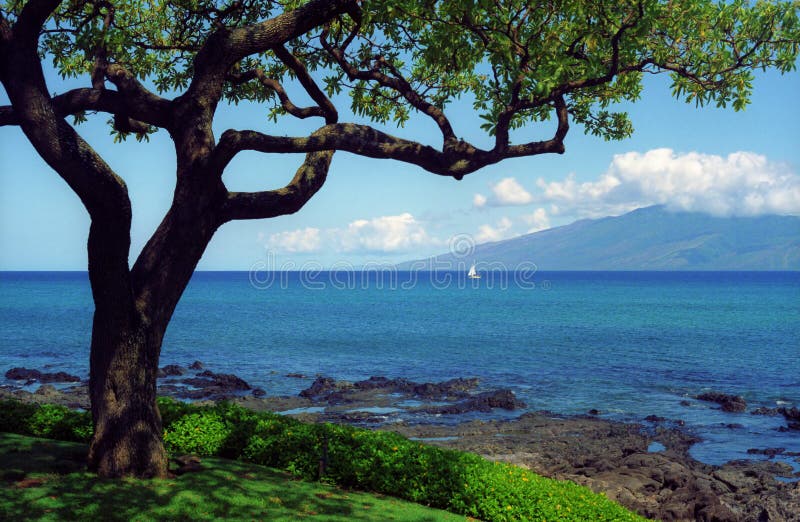 Unique Maui tree stock photo. Image of dreaming, peaceful - 13082388