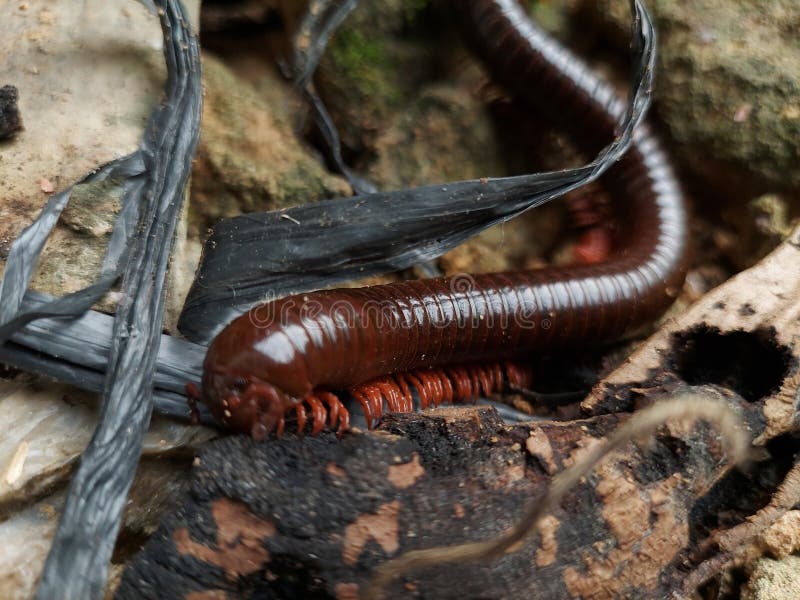 A Unique Millipede Animal with a Deep Red Color Stock Image - Image of ...