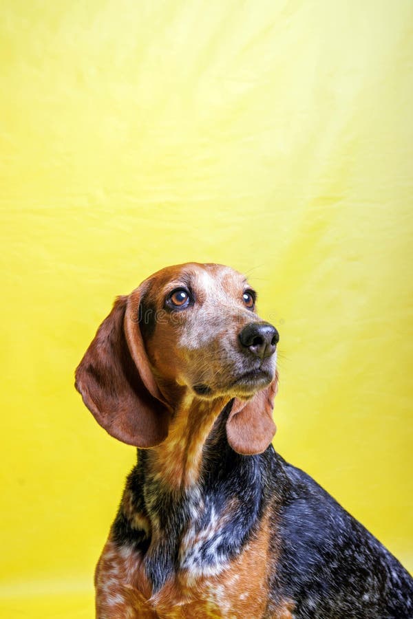 Mixed Bred of German Shorthaired Pointer, Photoshoot in Studio. Stock ...