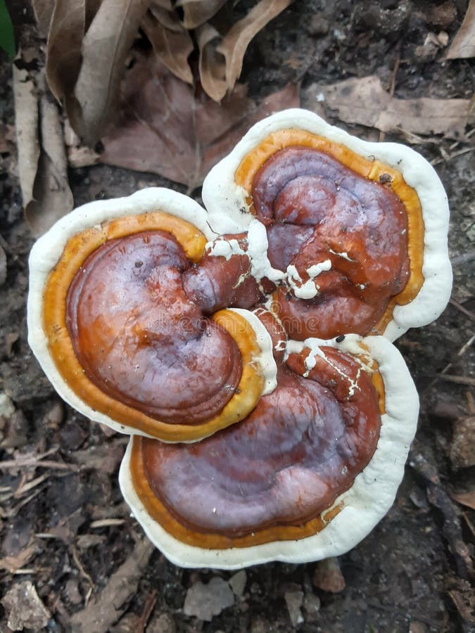 Unique Mushrooms Nature Ground Dirt Earthy Stock Photo - Image of ...