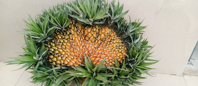 Natural Pinap Stock Photos - Free & Royalty-Free Stock Photos from ...