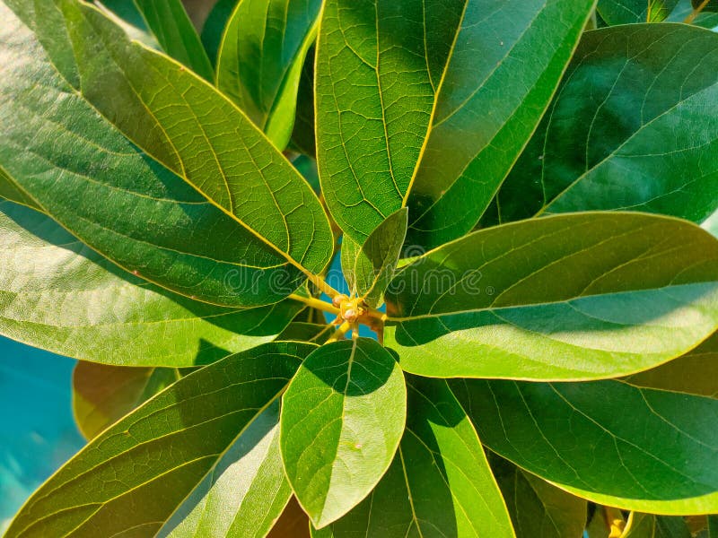 Unique and Nice Leaf Pattern Stock Image - Image of simple, cloud ...