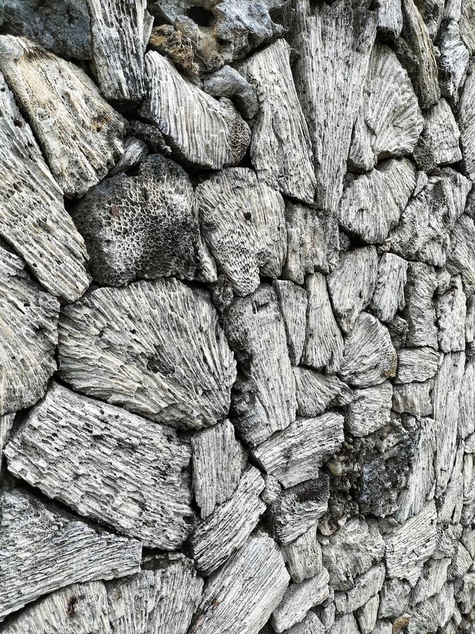 Unique ocean stone wall stock photo. Image of trunk - 266364682