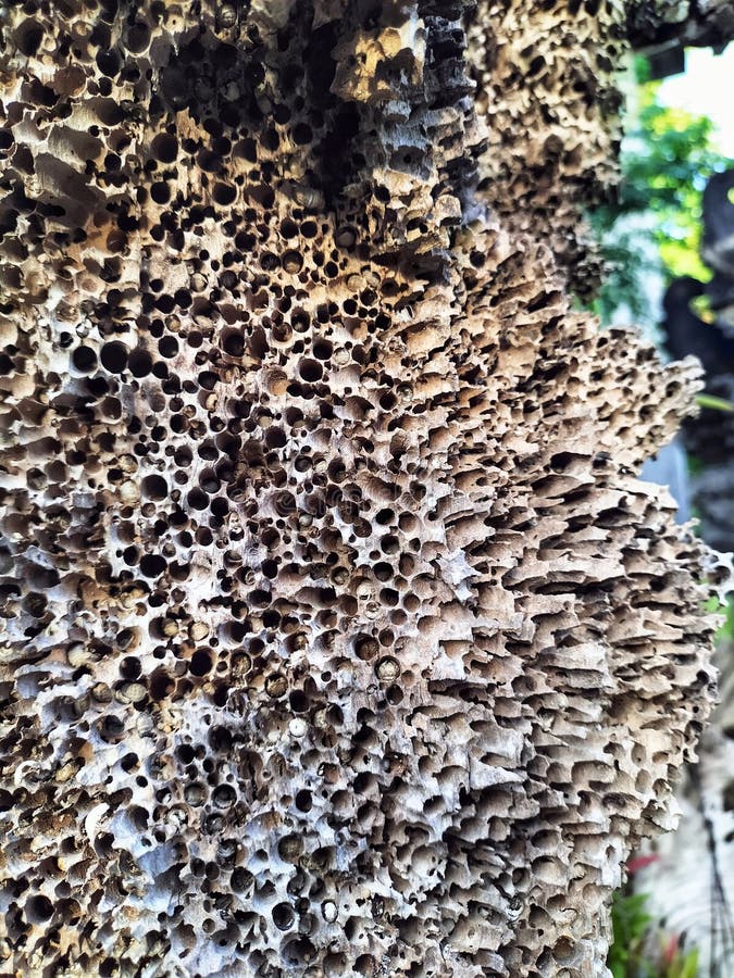 Unique ocean stone wall stock photo. Image of branch - 266364702