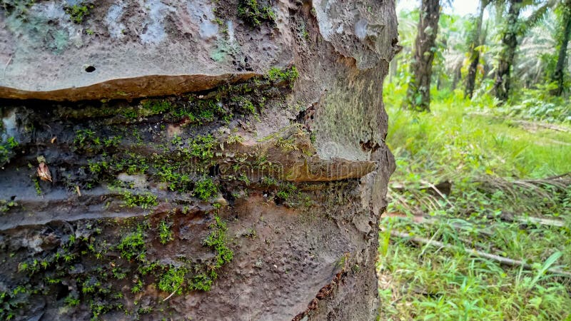 Unique Old Tree Trunk Texture Stock Photo - Image of weathered, rough ...