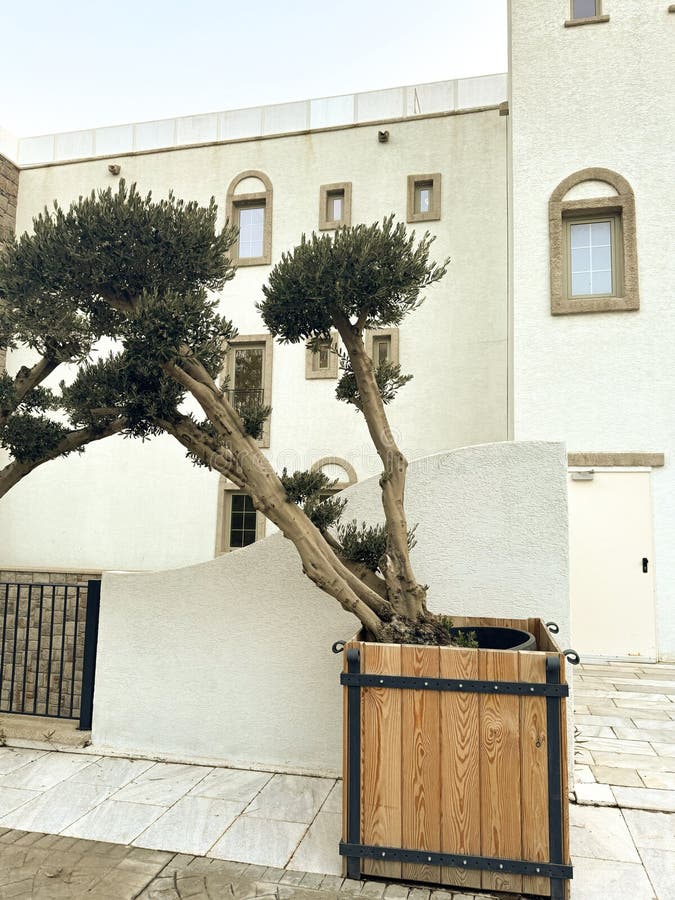 Unique Olive Tree Growing beside a Building in a Quaint Urban Setting ...