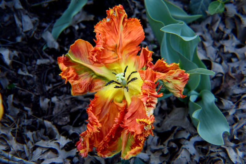 Unique Orange Fire Flower Bloom Stock Photo - Image of colors, grey ...