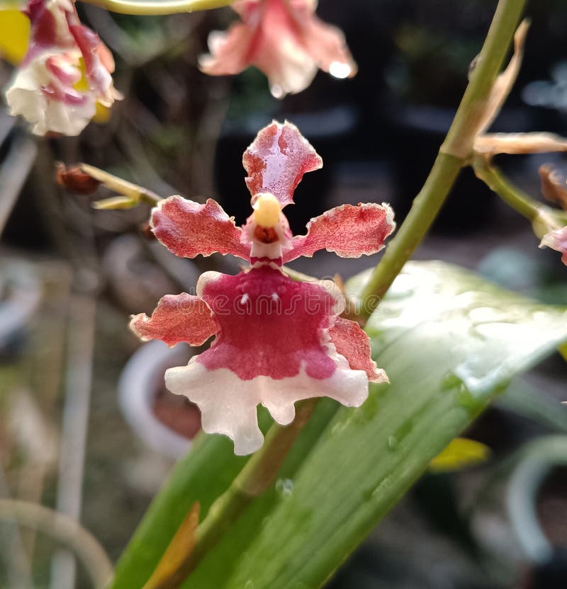 Unique Orchids Flowers in the Morning Stock Photo - Image of beau ...